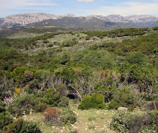 Talana | Ogliastra | Sardegna